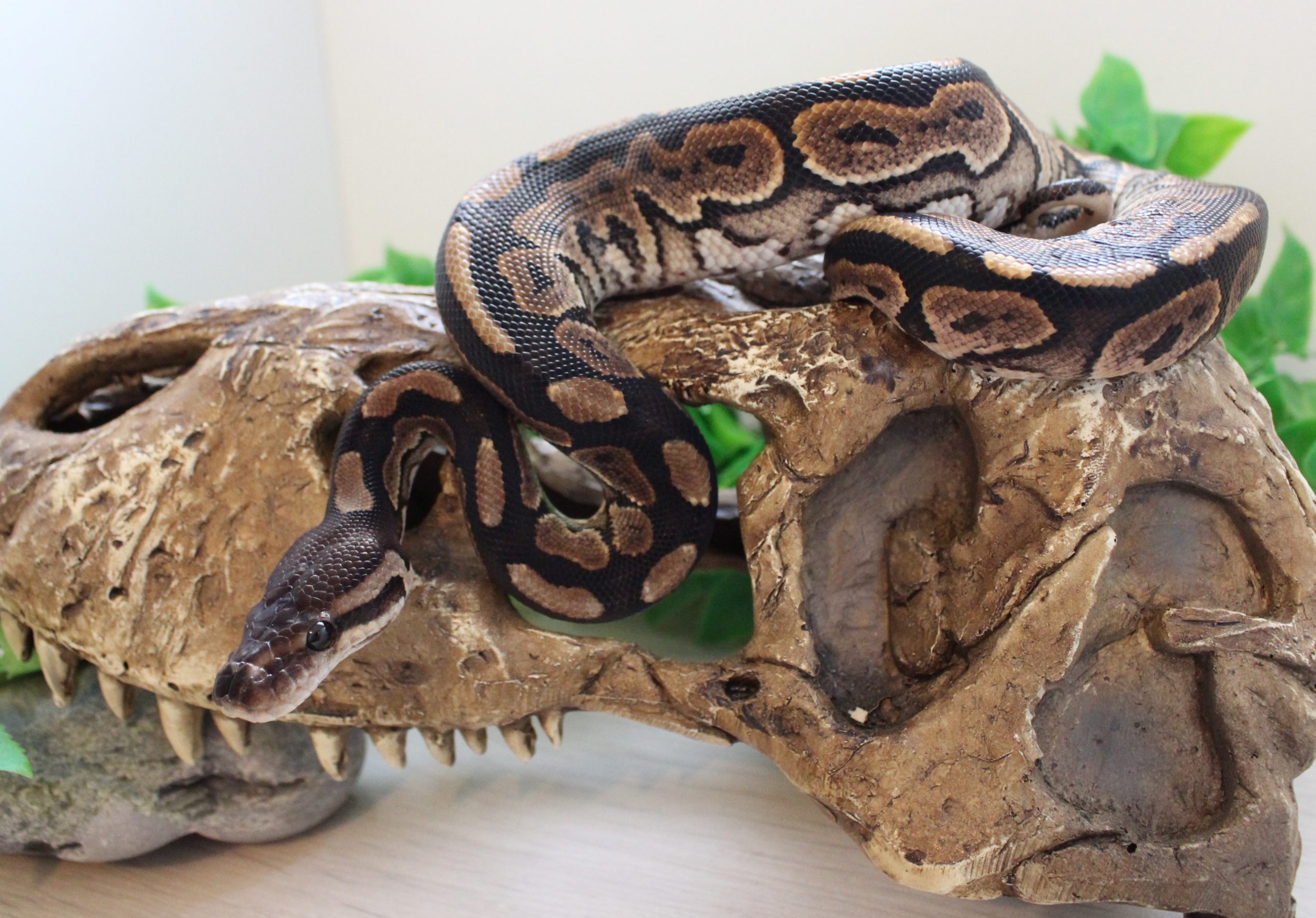 BP male 61 1 – Jurassic NAC