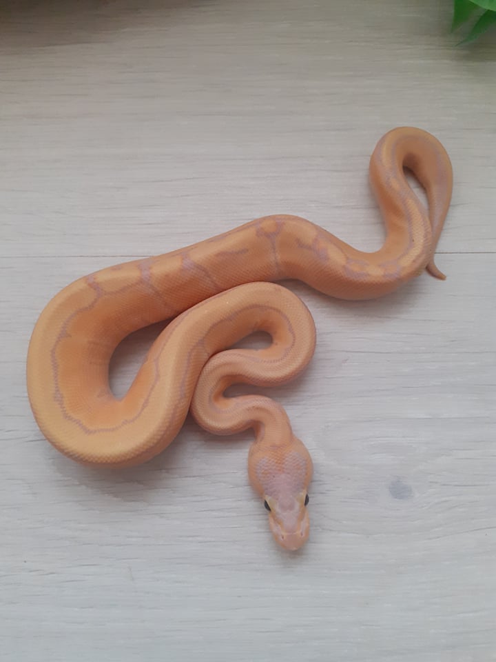 25′ – Jurassic NAC