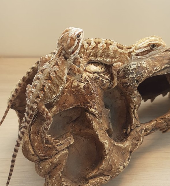 henry – Jurassic NAC