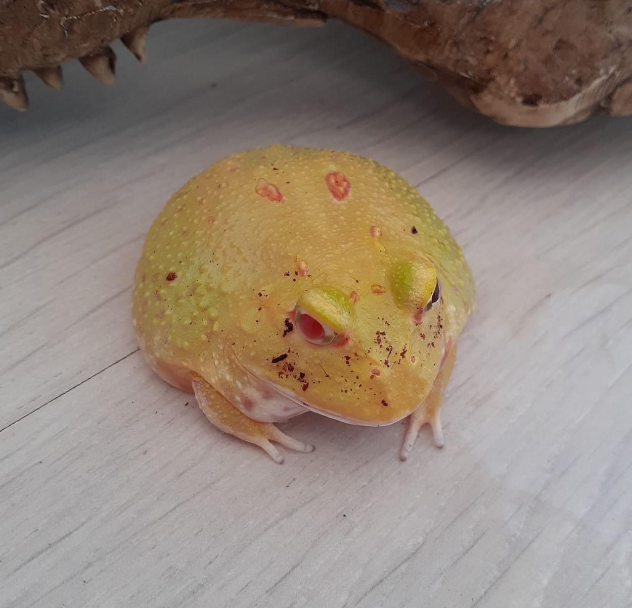 pika2 – Jurassic NAC