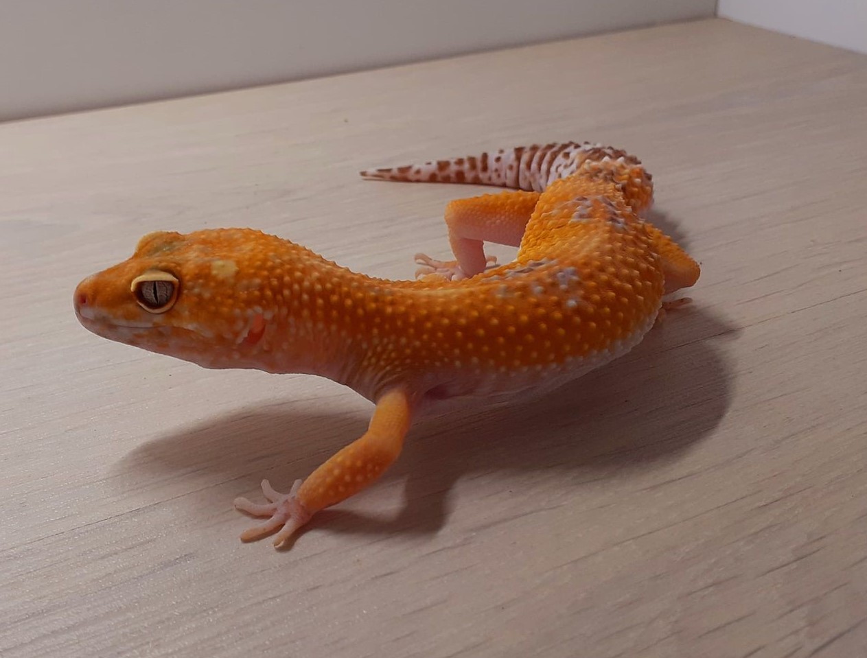 hybino 6 – Jurassic NAC