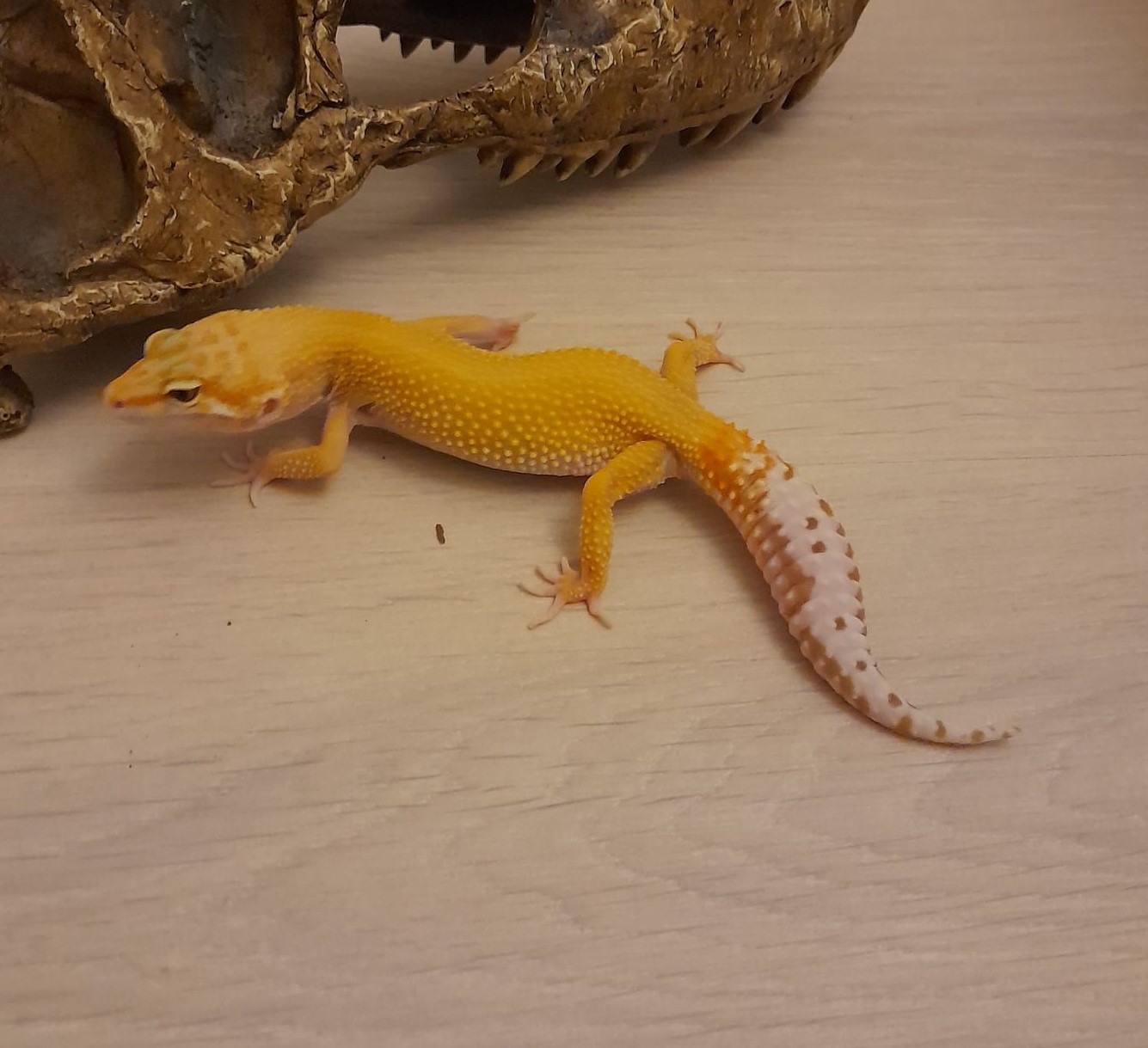 sung – Jurassic NAC