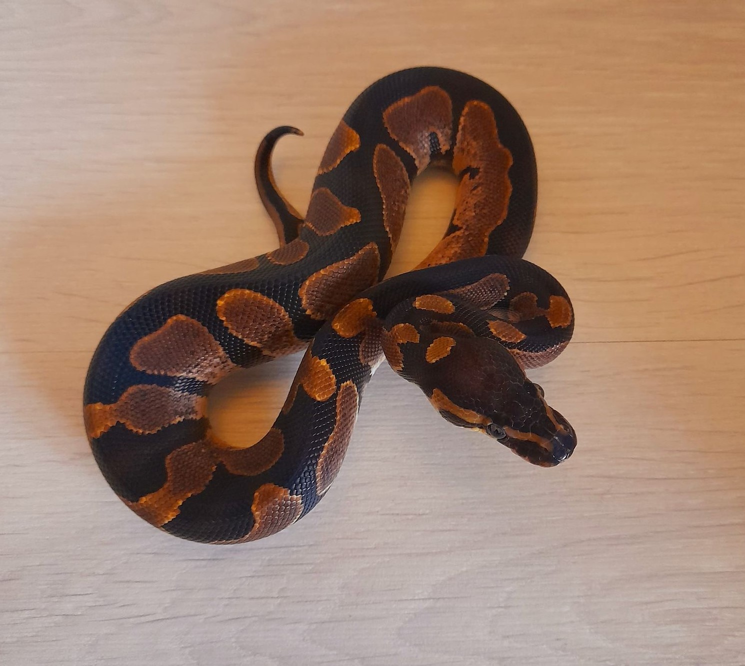 calico yb 64 1 – Jurassic NAC