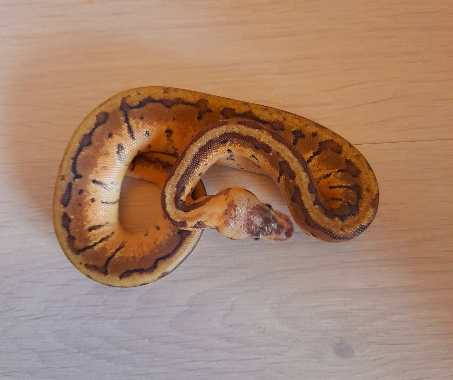 enchi lemon blast 91 2 – Jurassic NAC