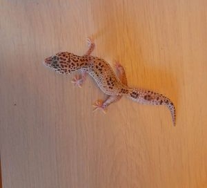 mack snow eclipse m2 – Jurassic NAC