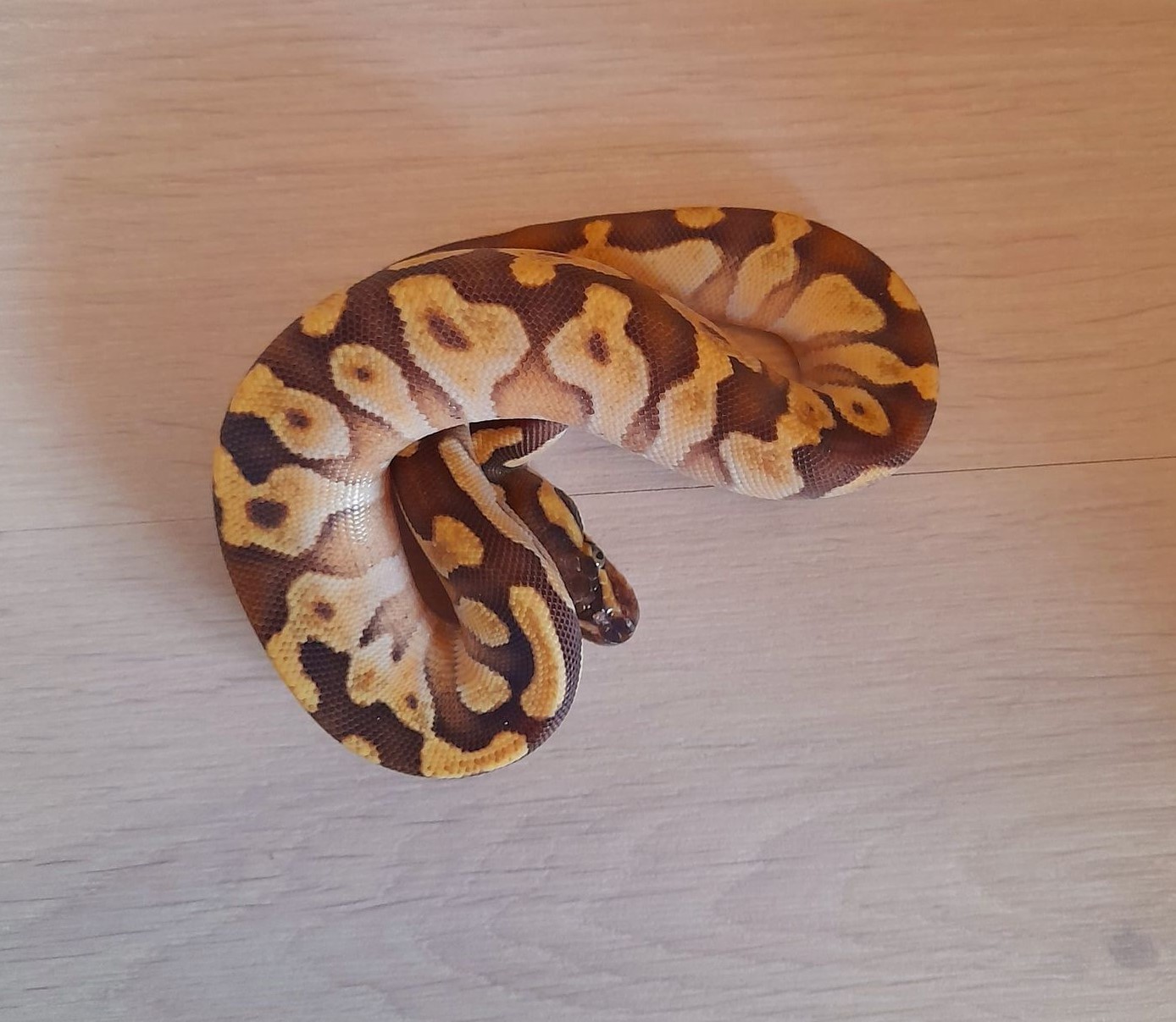 mochi 82 2 – Jurassic NAC