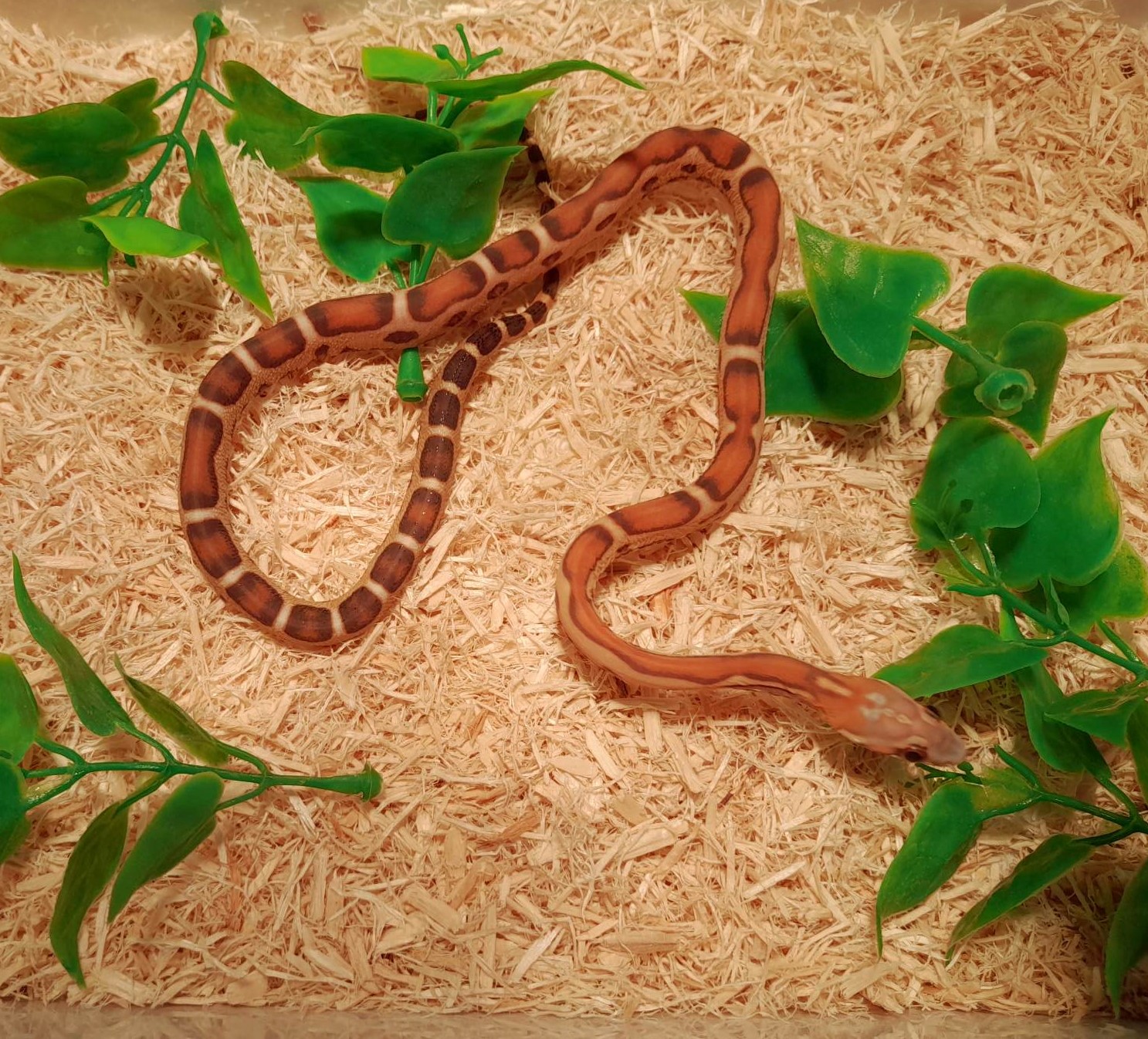 scal 1 – Jurassic NAC