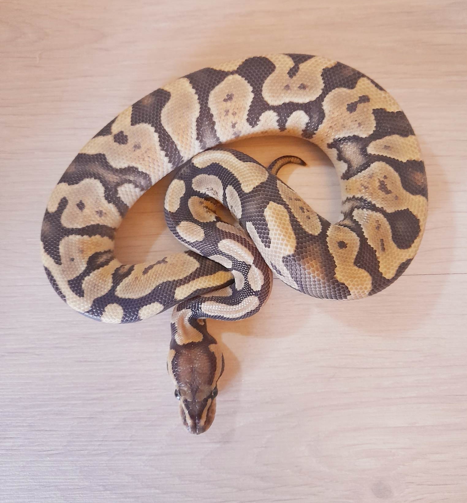 OG 1 1 – Jurassic NAC