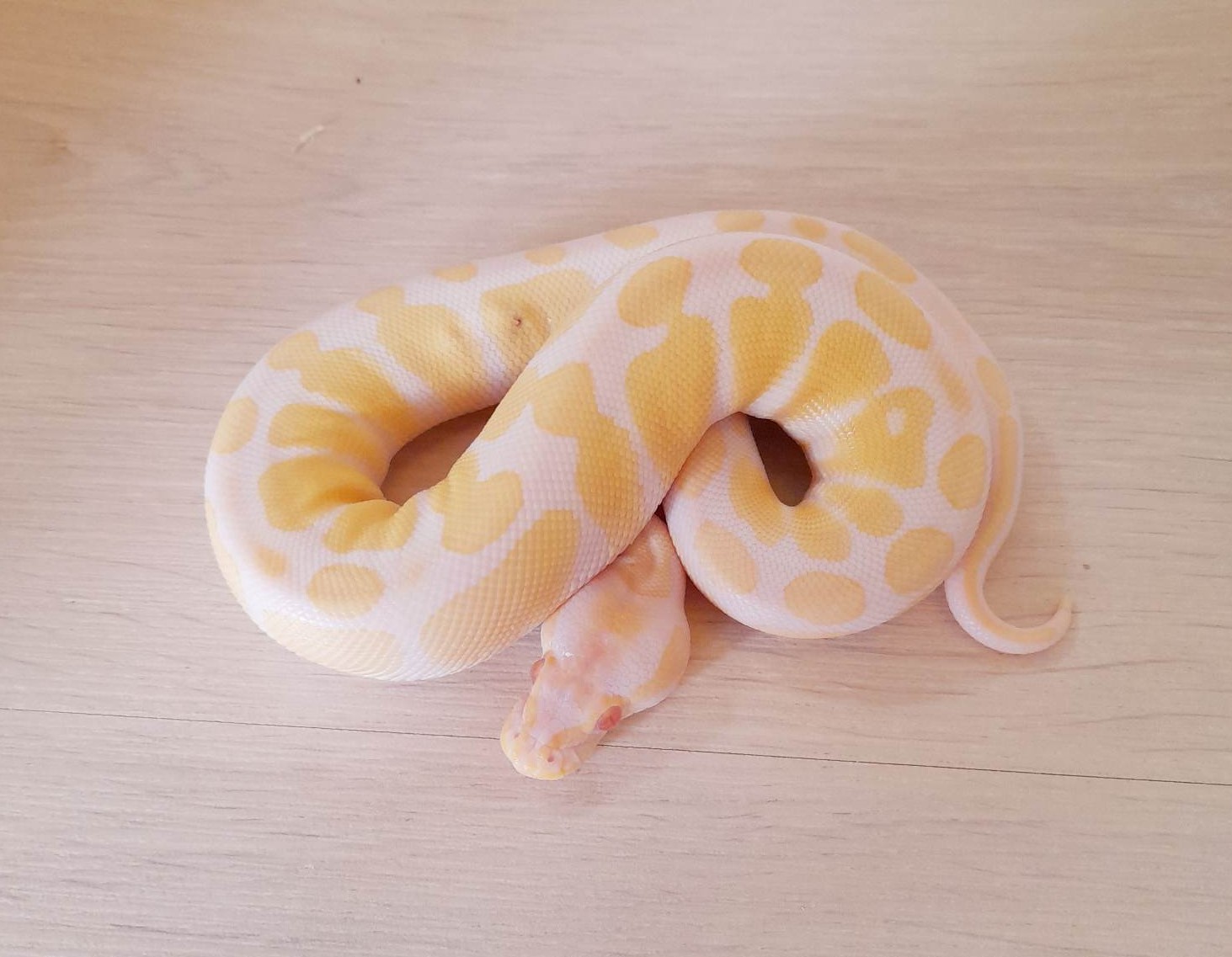 albi 28 1 – Jurassic NAC