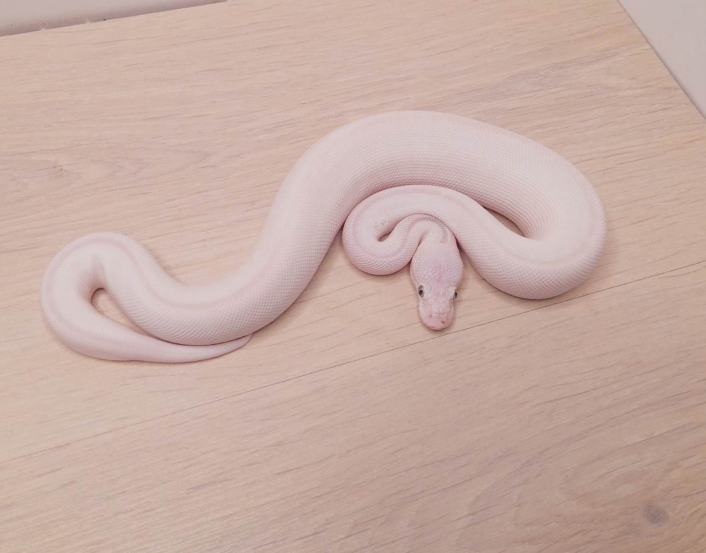 karma 2 – Jurassic NAC