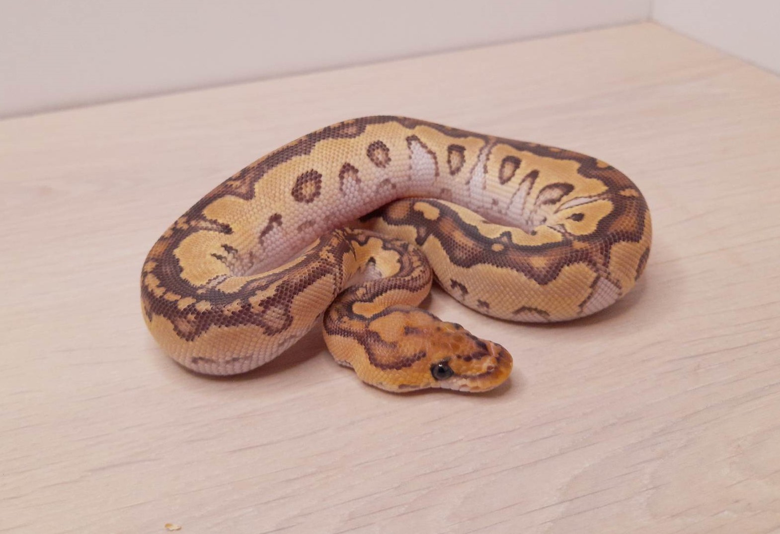 lesse 1 – Jurassic NAC