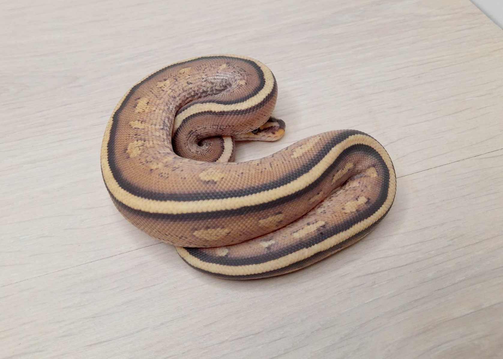 super 1 – Jurassic NAC