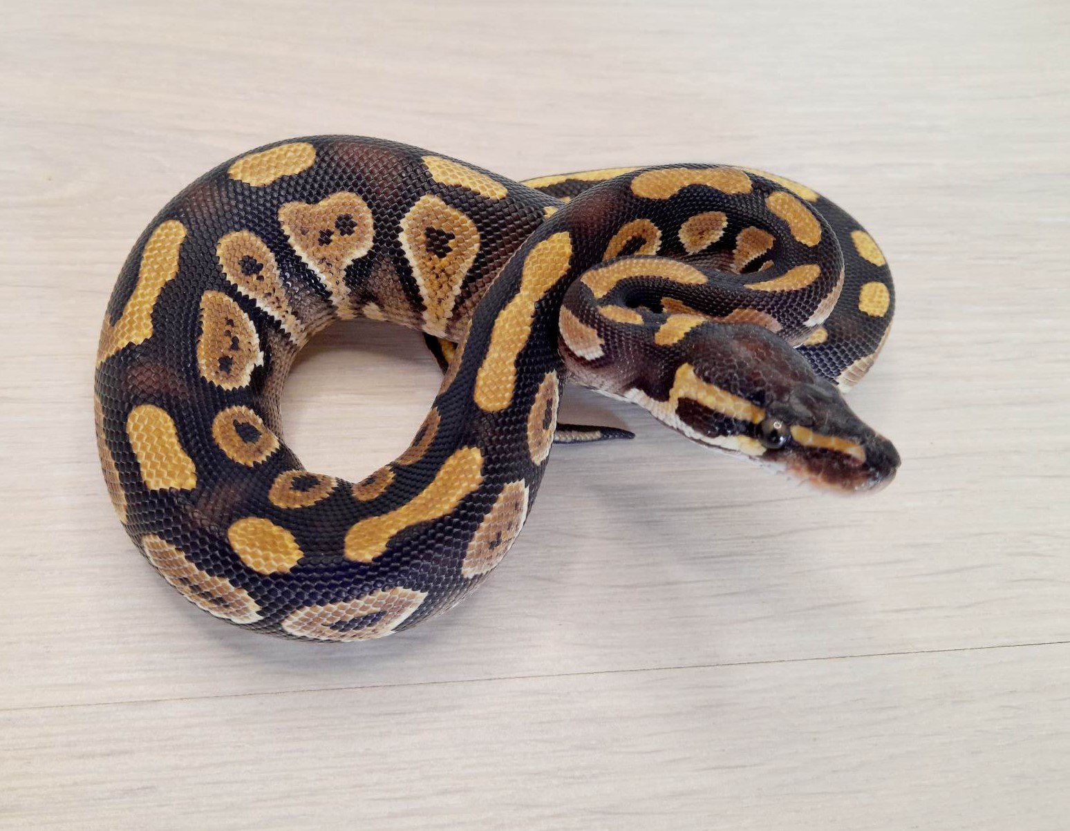 phant 2 – Jurassic NAC