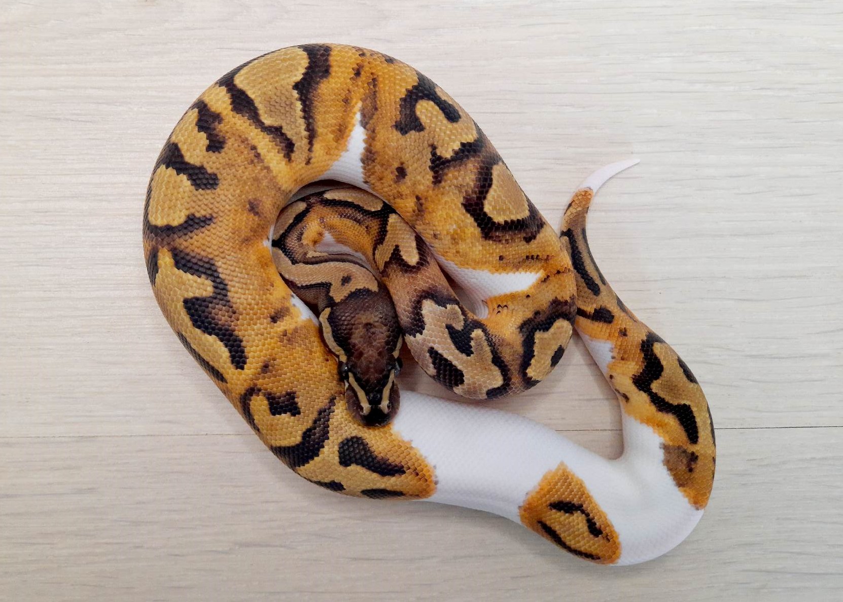 pied1 – Jurassic NAC