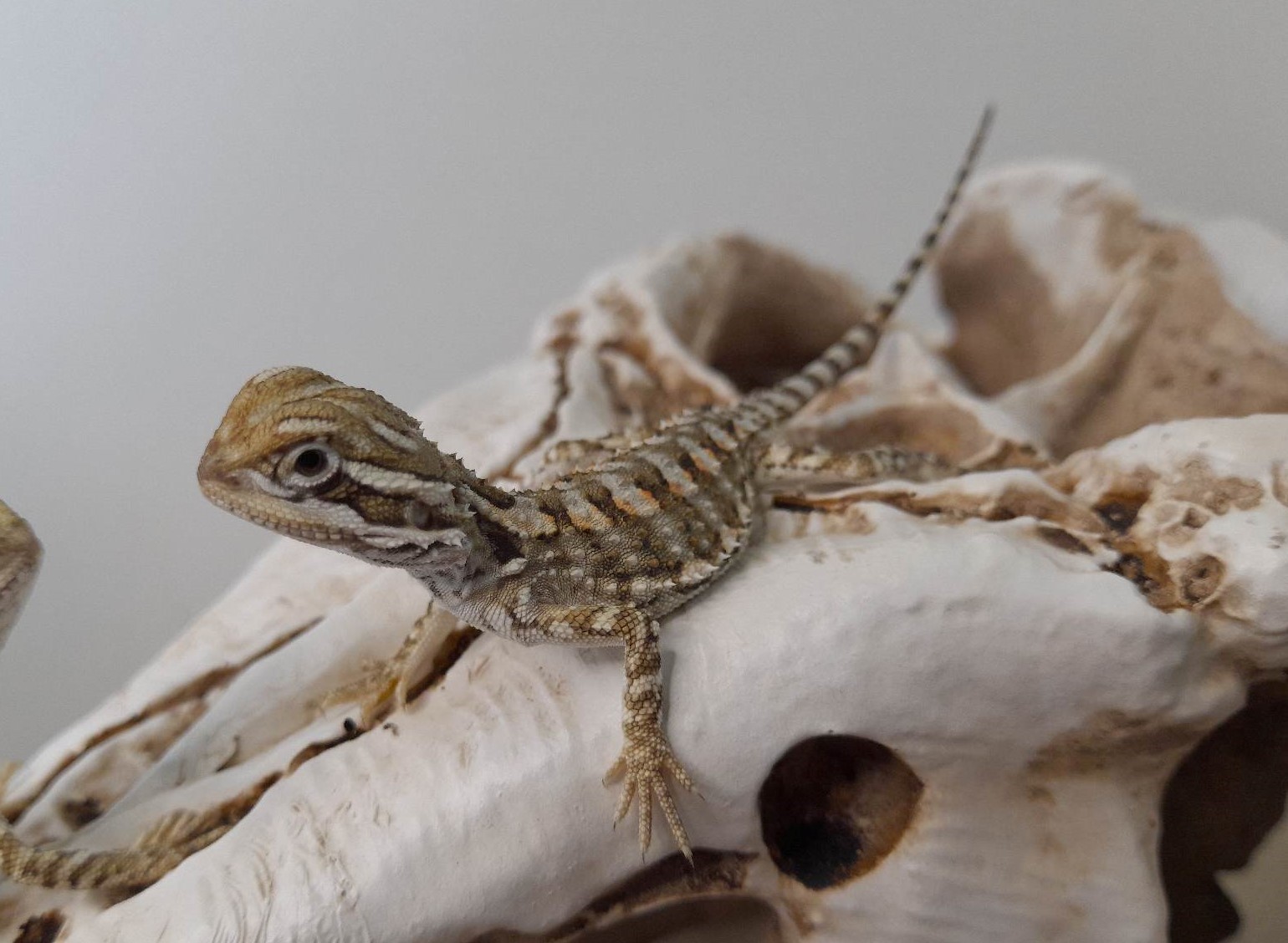 henry 1 – Jurassic NAC