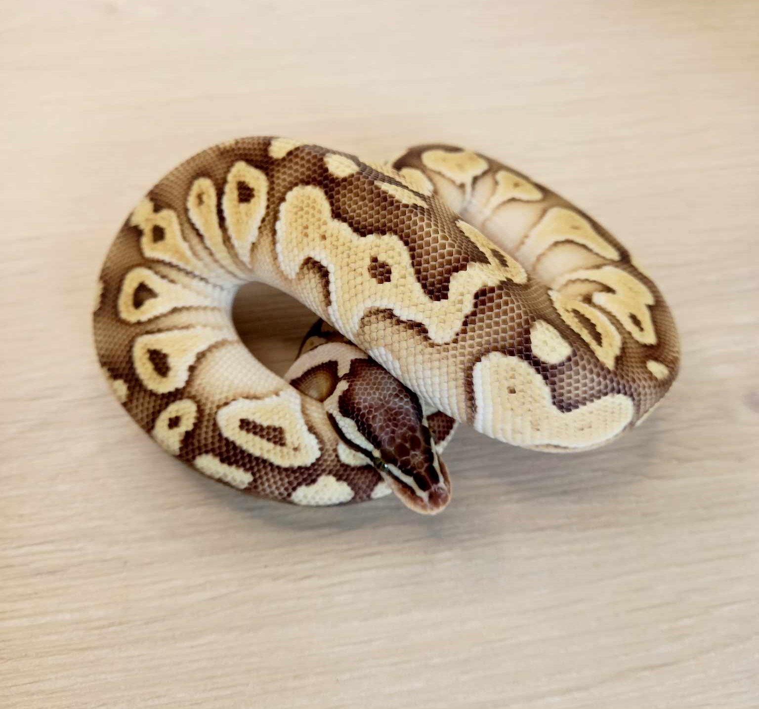 lesser pastel m1.2 – Jurassic NAC