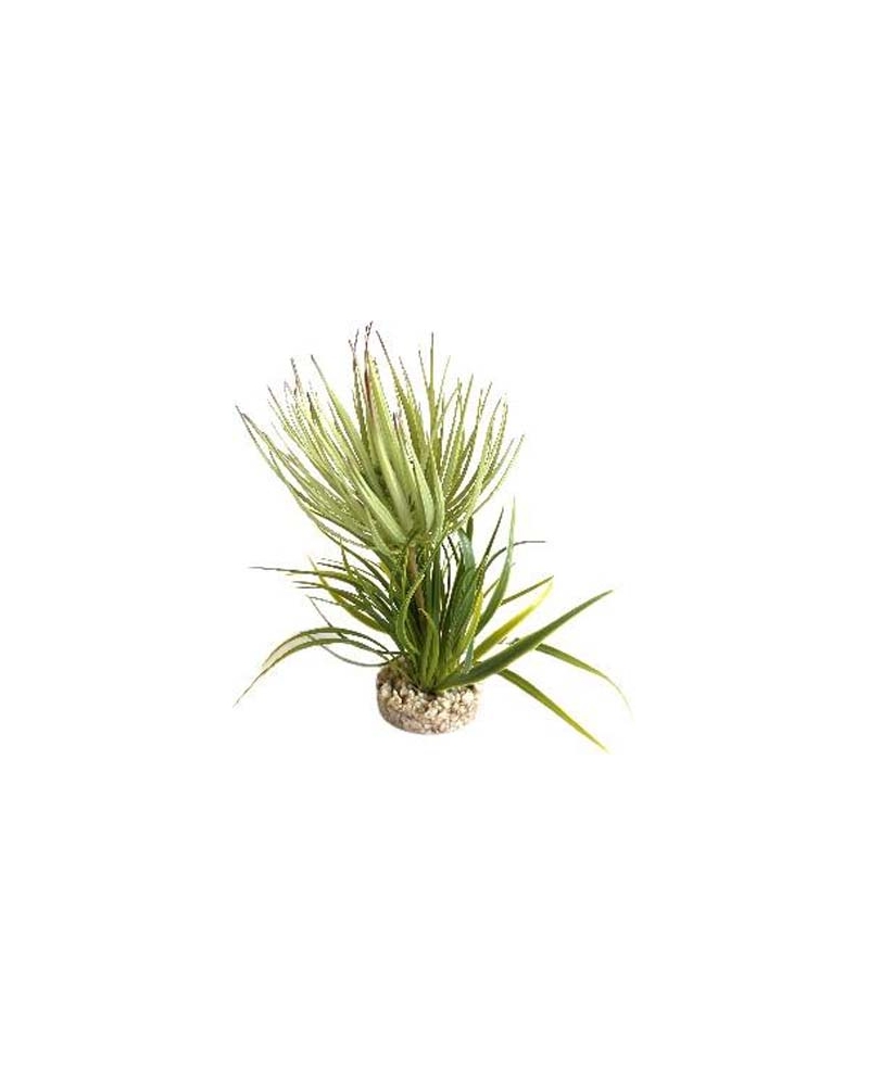Déco Plante Grasse 23 cm – Jurassic NAC