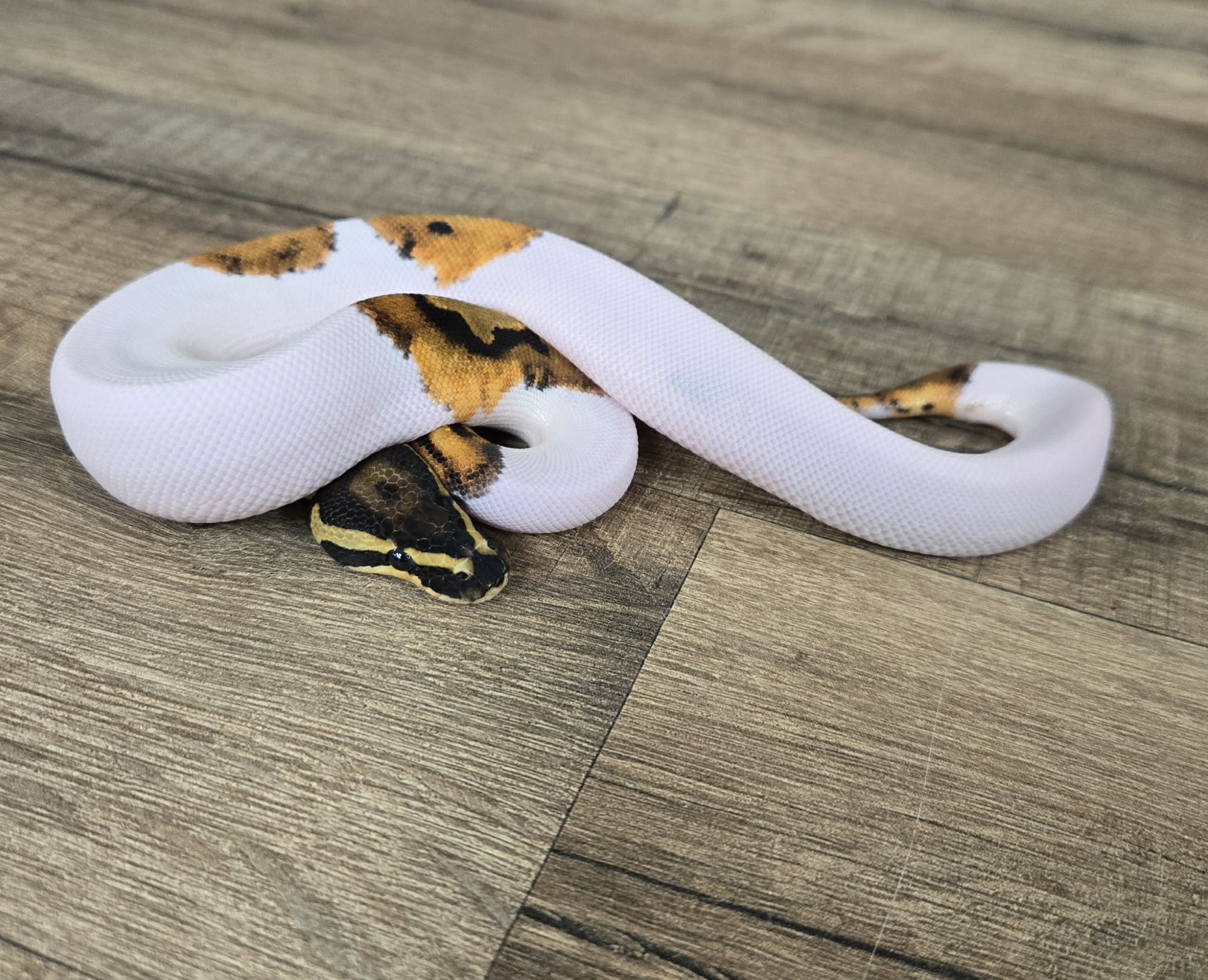 Python regius “Piebald” – Mâle n°503 – Jurassic NAC