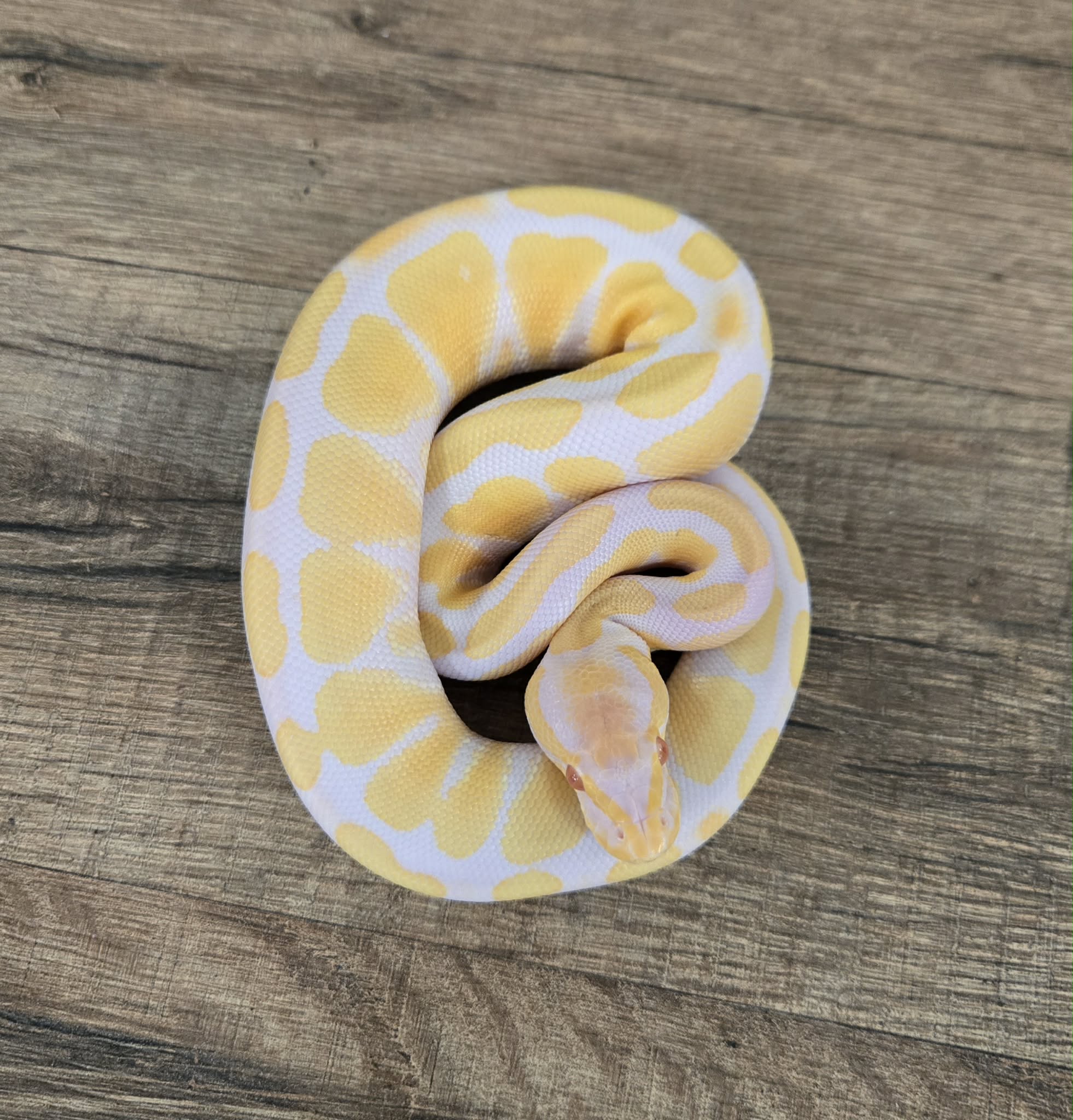 Python regius “Albinos” – Mâle n°497 – Jurassic NAC