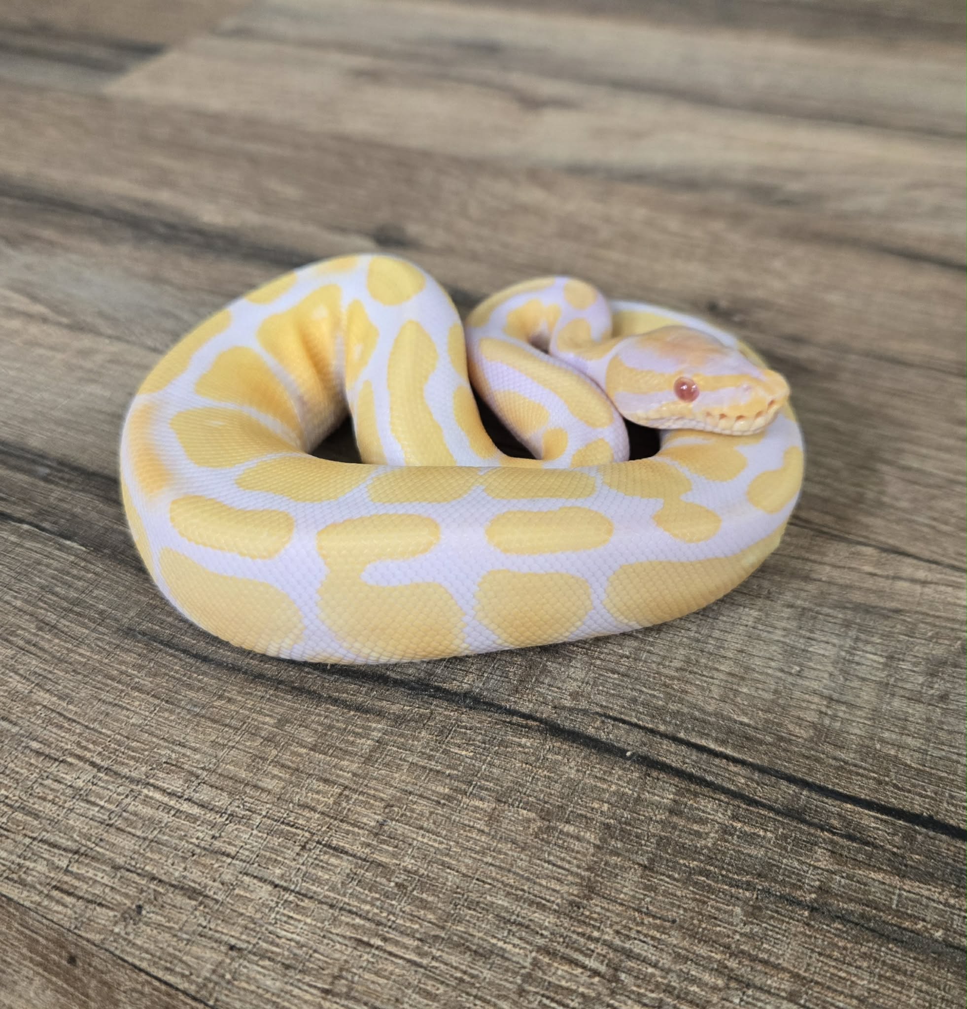 Python regius “Albinos” – Mâle n°497 – Jurassic NAC