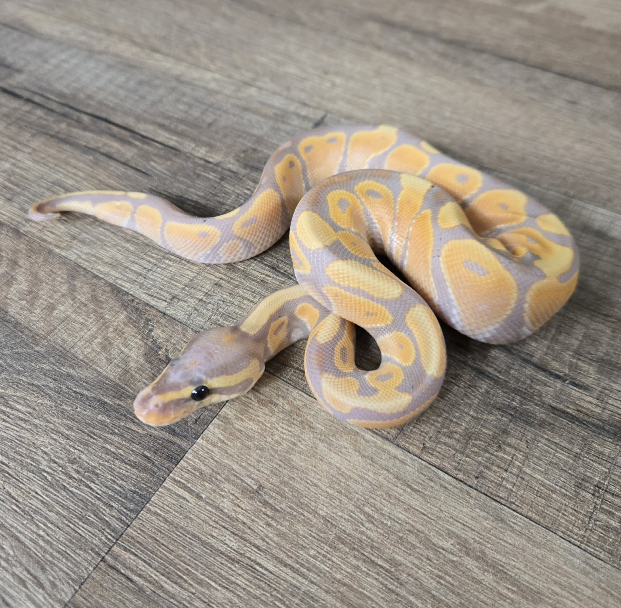 Python regius “Banana” – Mâle n°506 – Jurassic NAC