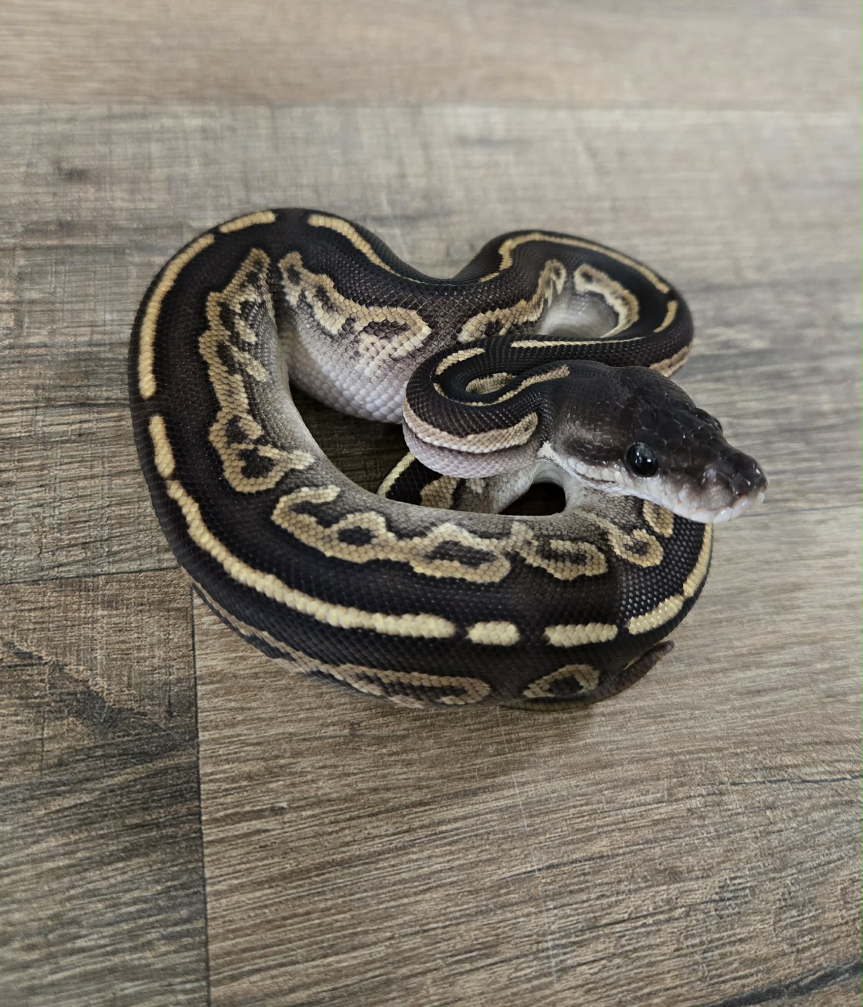 Python regius “Black Mojo” – Mâle n°518 – Jurassic NAC