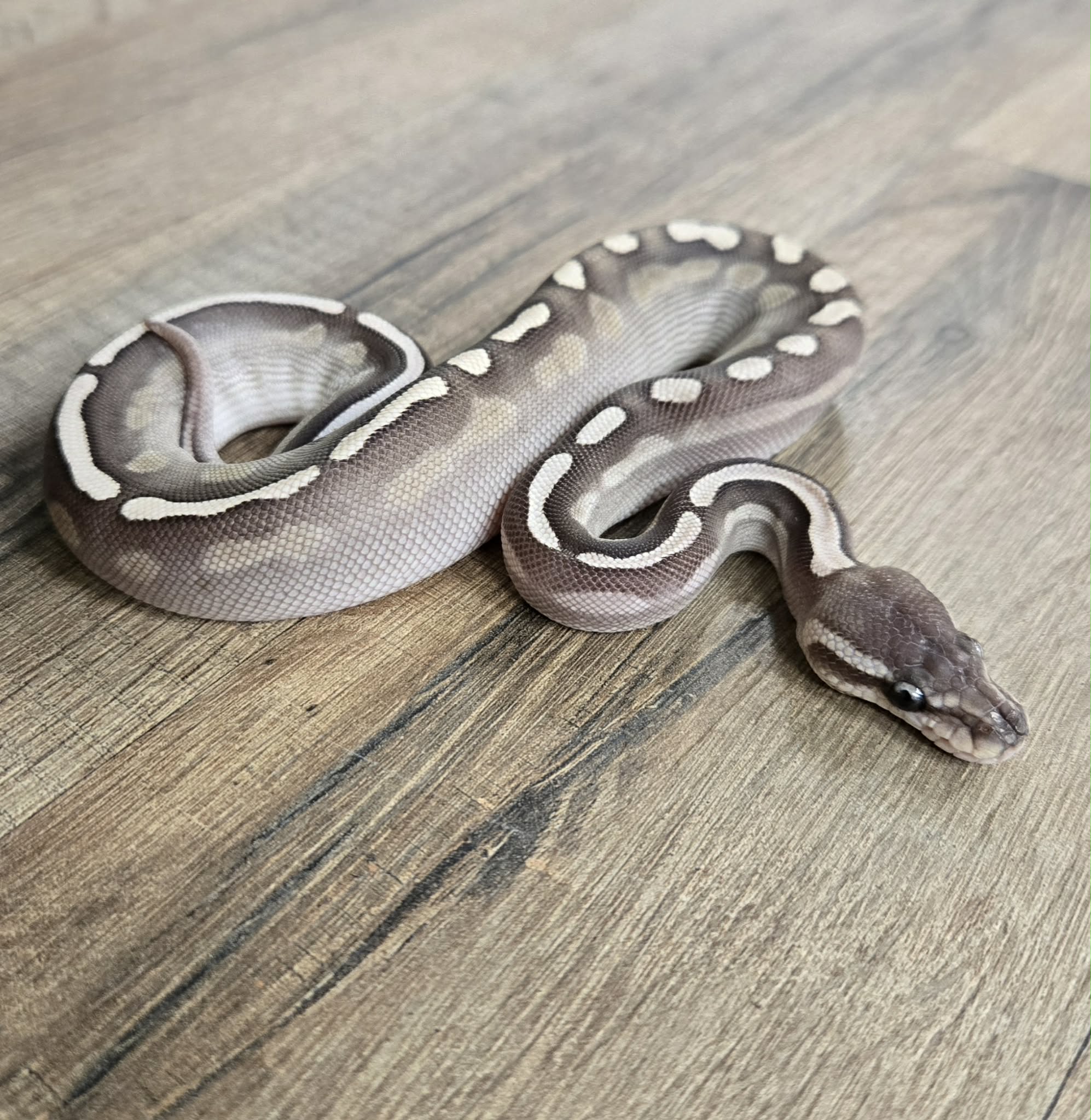 Python regius “GHI Black Pastel Butter” – Femelle n°475 – Jurassic NAC