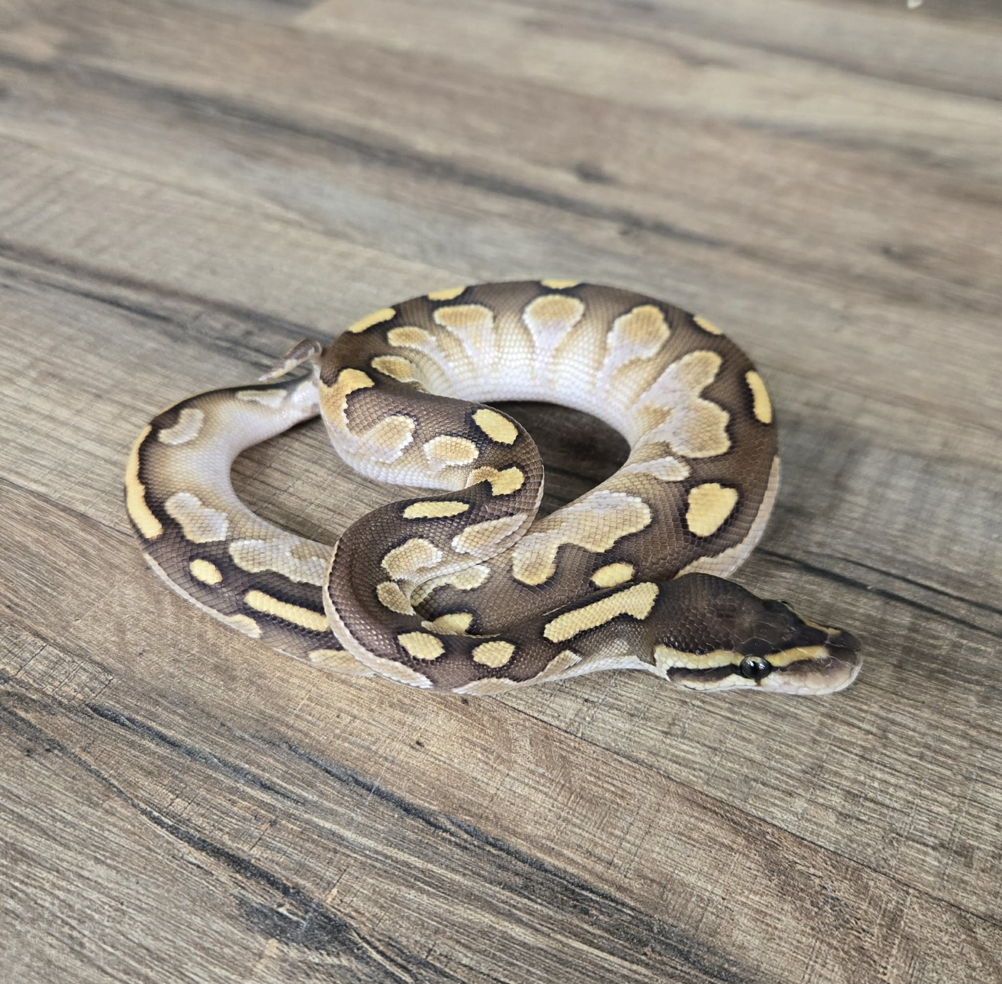 Python regius “Lesser Calico” – Mâle n°495 – Jurassic NAC