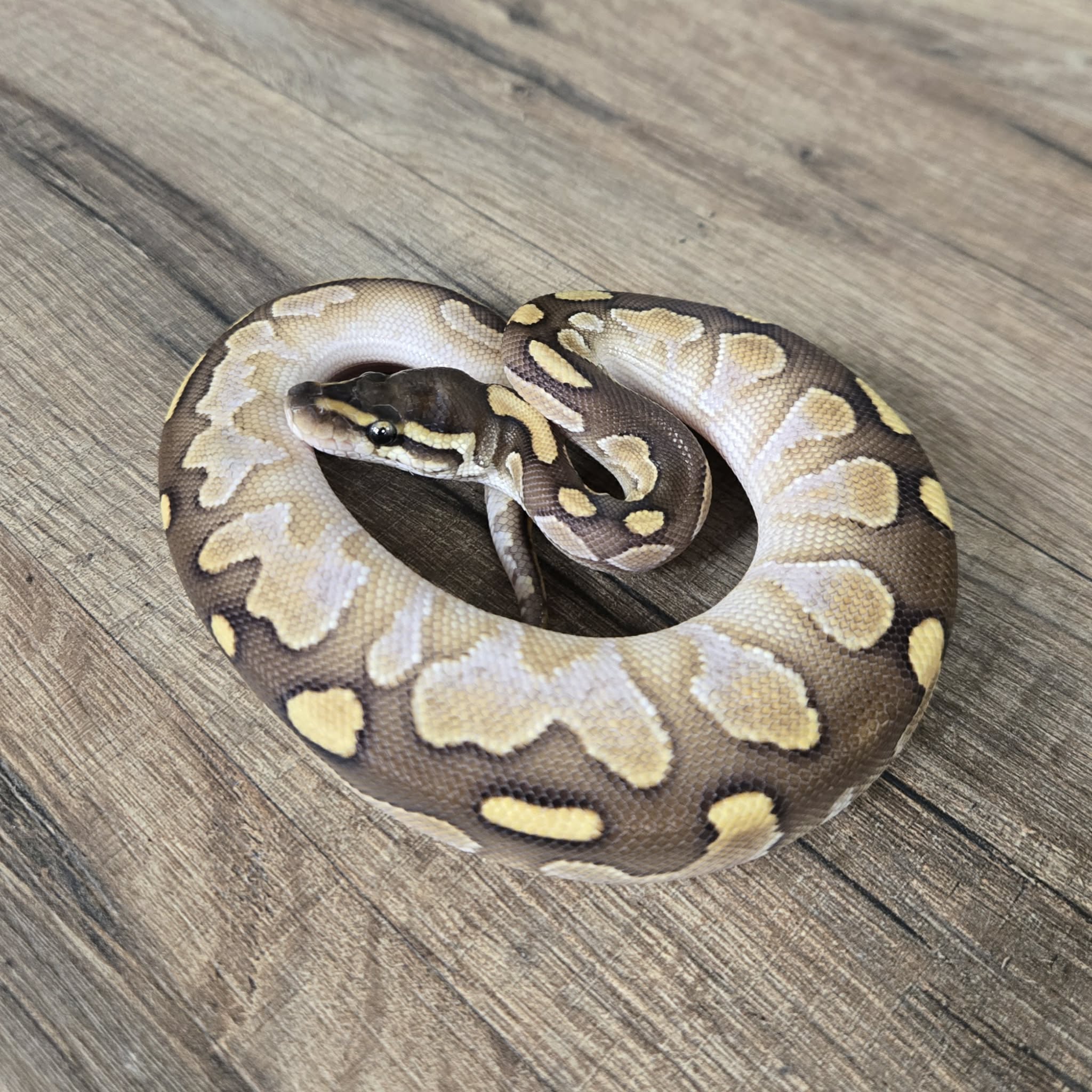 Python regius “Lesser Calico” – Mâle n°495 – Jurassic NAC