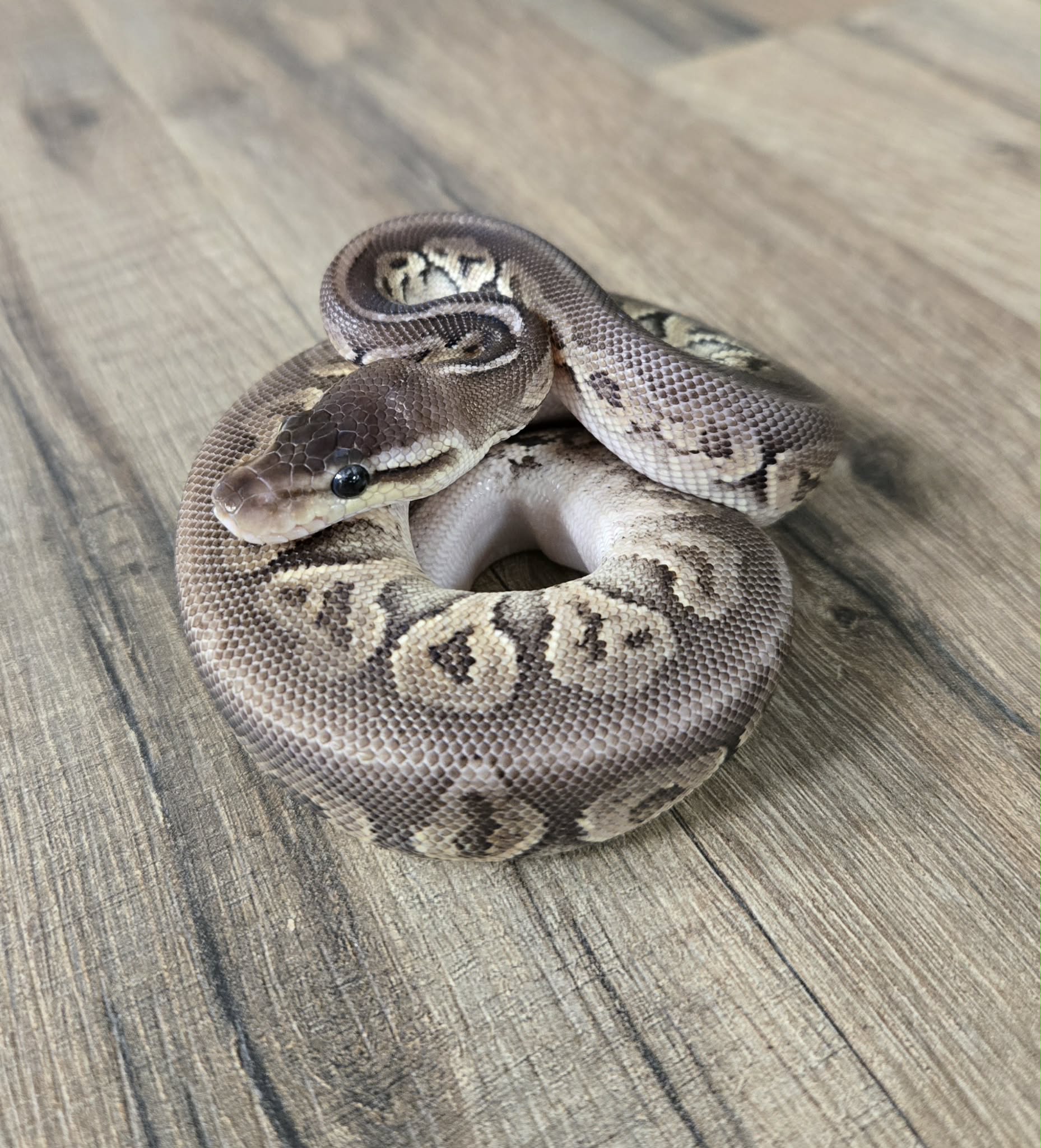 Python regius “Pewter” – Mâle n°492 – Jurassic NAC