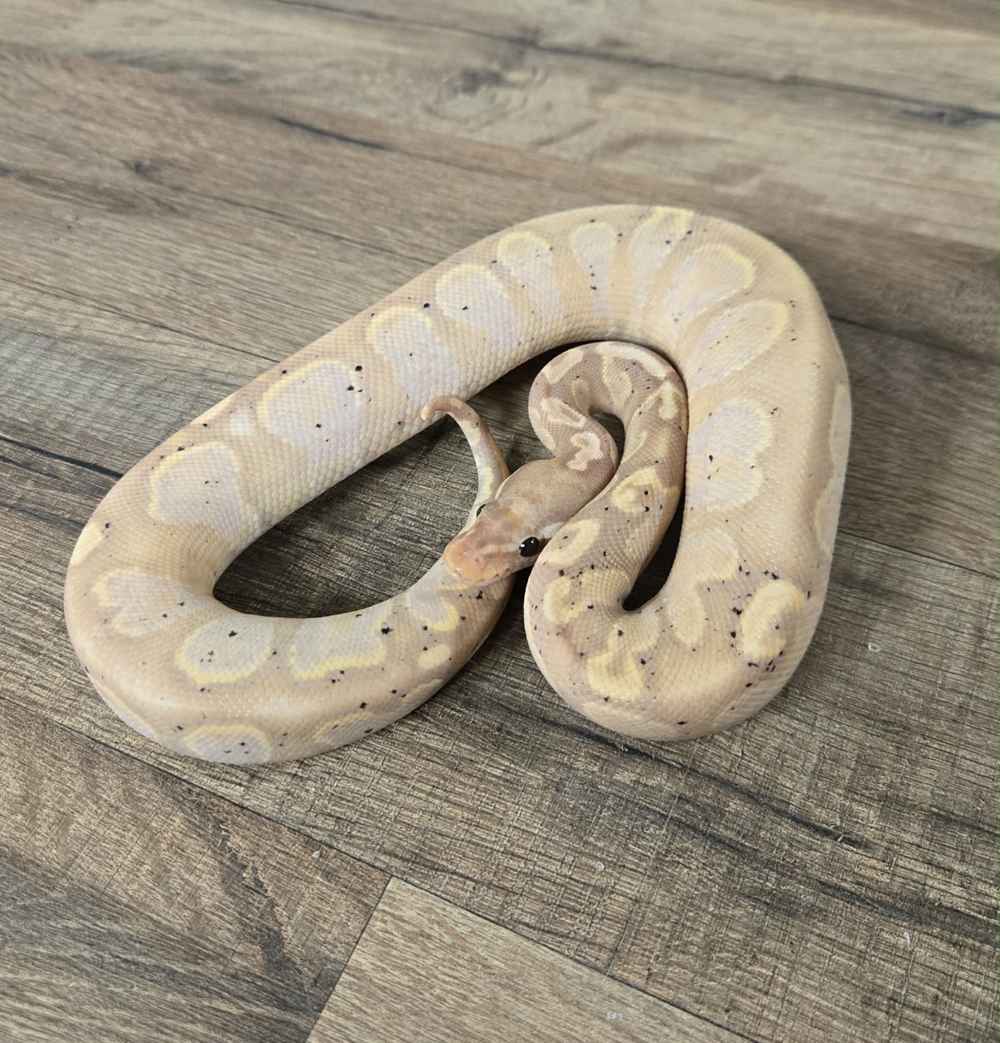 Python regius “Banana Sugar” – Mâle n°425 – Jurassic NAC